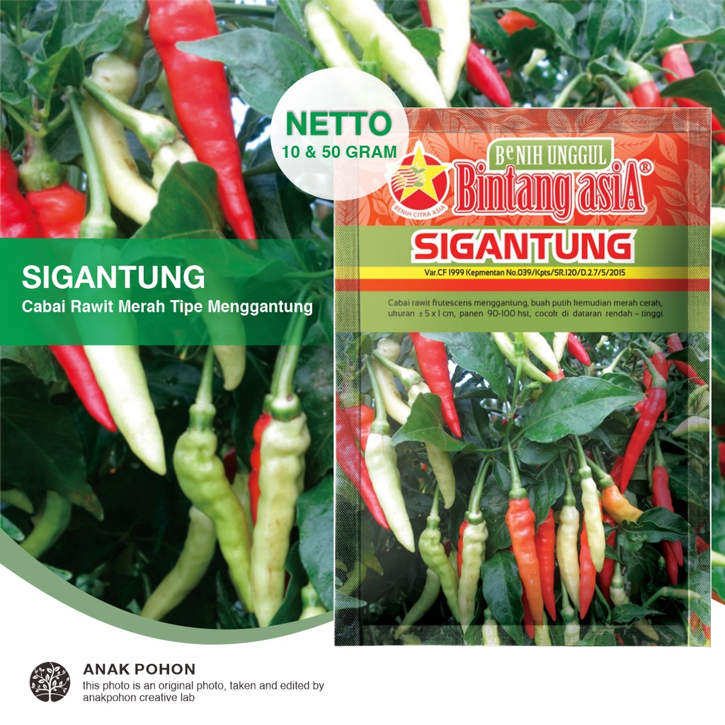 Jual (1 PACK) Benih Cabai Rawit SIGANTUNG Cabe Rawit Merah Pedas Setan ...