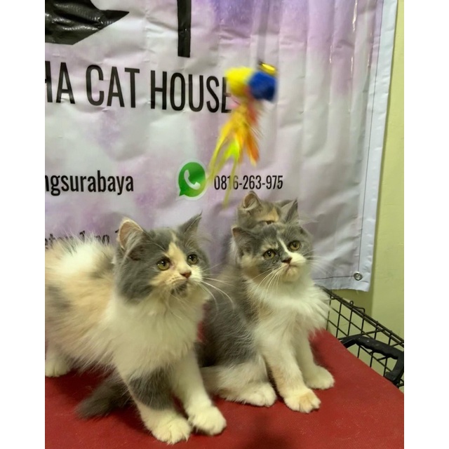 Jual anakan kitten kucing persia flatnose calico peaknose ragdoll ...