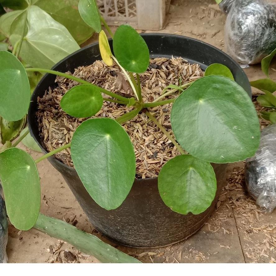 Jual First Update Tanaman hias pilea peperomioides + pot rimbun ...