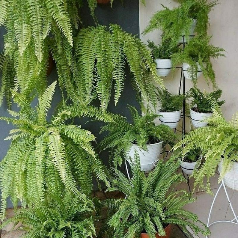 Jual pakis boston jumbo dan rimbun ukuran 50-70 cm dapat 50 batang ...
