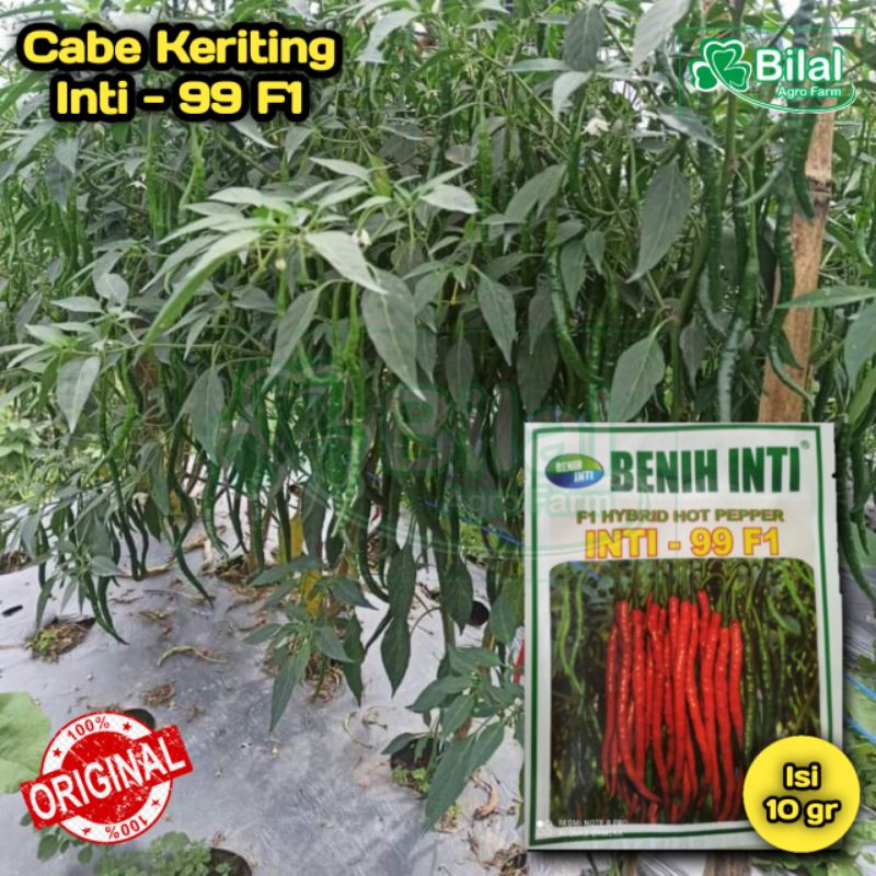 Jual Benih Cabe Keriting Inti - 99 F1 Isi 10 Gram (-+ 1700 Biji ...