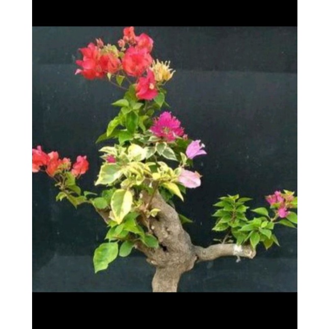 Jual Bugenvil Bunga Kertas 3 Warna Tree Color Bahan bonsai | Shopee ...