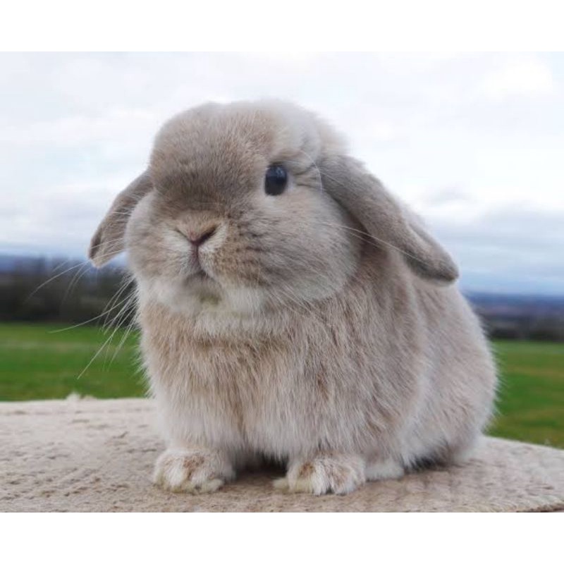 Jual holand lop sable point kelinci brood | Shopee Indonesia