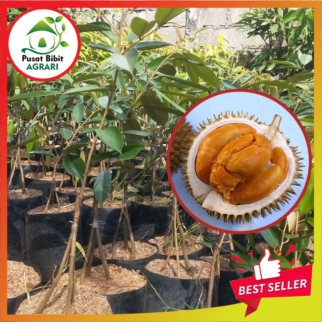Jual Bibit Durian Duri Hitam Kaki 3 Tiga Asli Tanaman Buah Okulasi Unggul Tabulampot Pusat Bibit ...