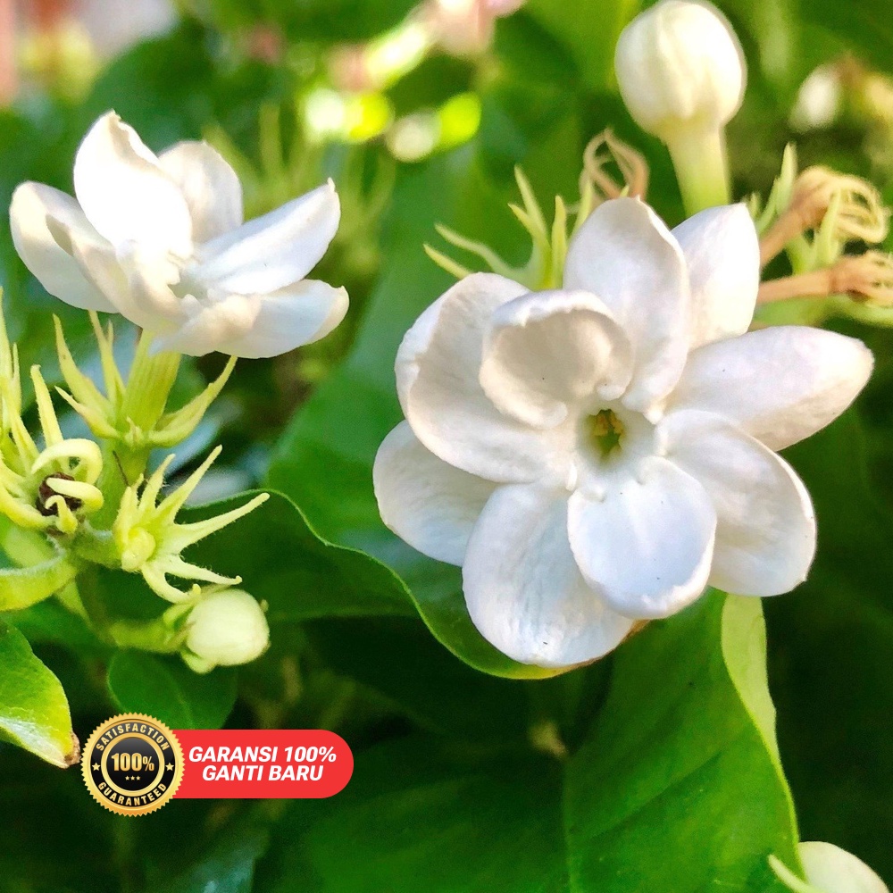 Jual BIBIT BUNGA MELATI | Shopee Indonesia