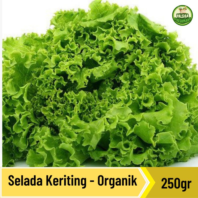 Jual Selada Keriting Organik | Shopee Indonesia