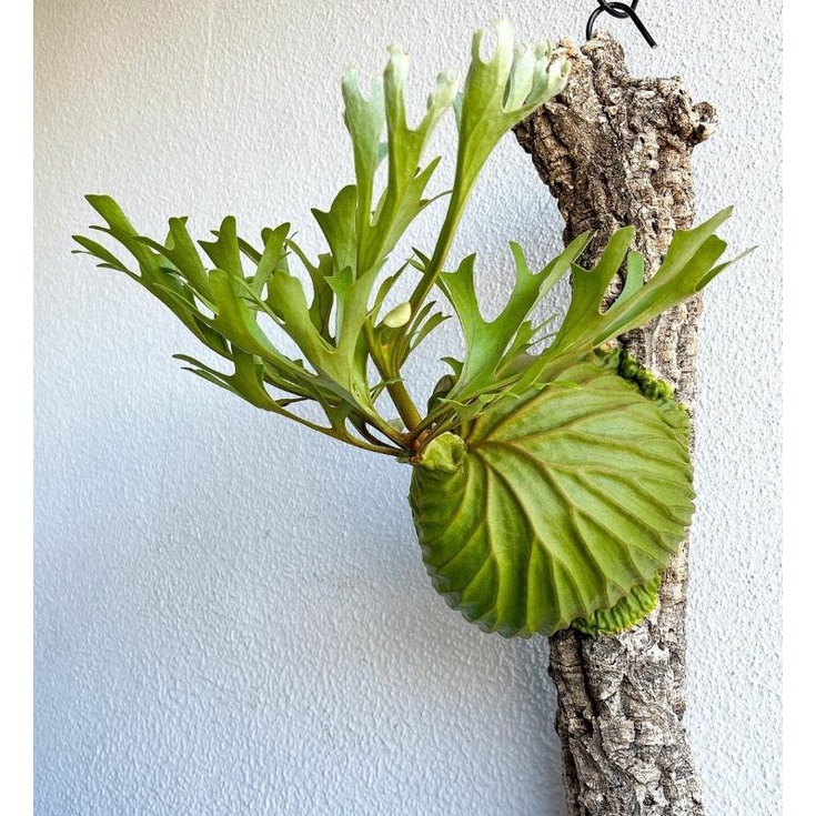 Jual PLATYCERIUM RIDLEYI ISI 3pcs,simbar binjangan.size MINI. | Shopee ...