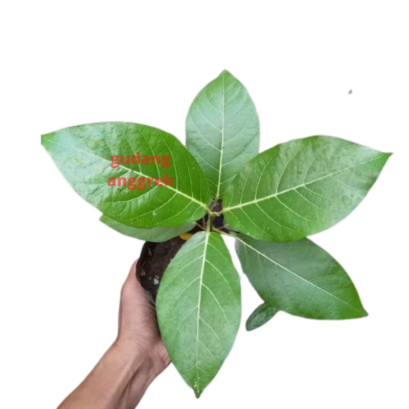 Jual bibit awar awar tanaman herbal siap tanam | Shopee Indonesia