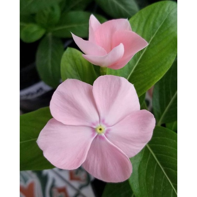 Jual Tanaman Hias Bunga Vinca - Tapak Dara - Periwinkle - Sudah ...