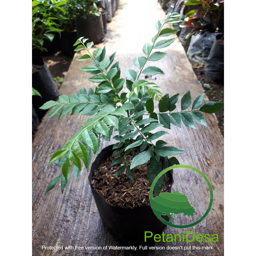 Jual Tanaman Daun Kari - Salam Koja | Shopee Indonesia