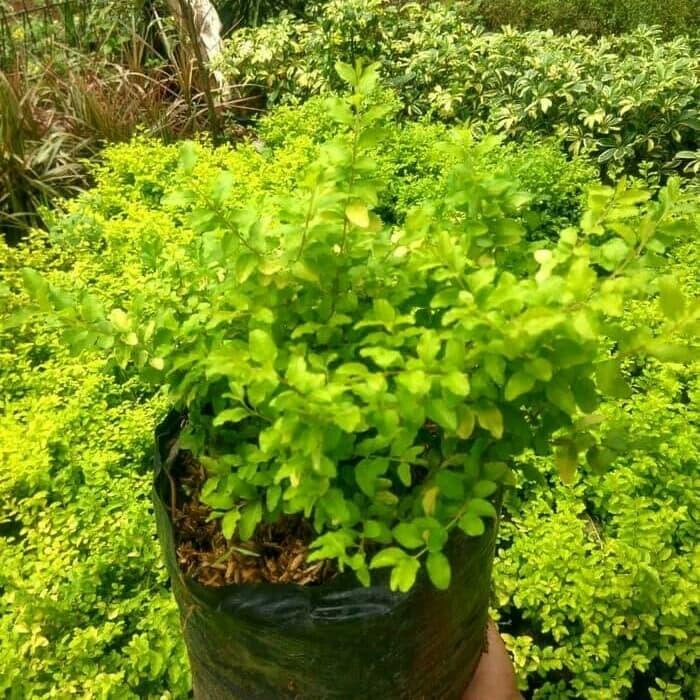 Jual Tanaman Hias Legistrum / Tanaman Hias pangkas kuning / tanaman ...