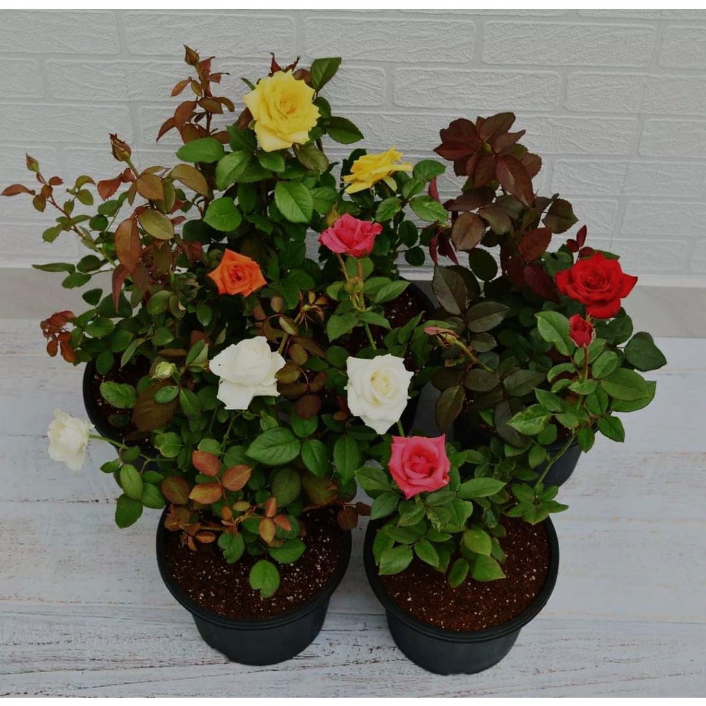 Jual 3 POT TANAMAN HIAS BUNGA MAWAR SIAP TANAM WARNA RANDOM {ACAK} COD ...