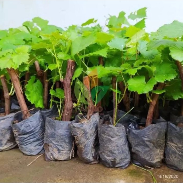 Jual Grosir Paket murah bibit anggur Isabella 3 Batang merah hitam ...