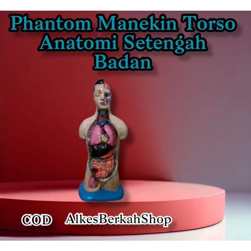 Jual Phantom Manekin Torso Anatomi/Alat Peraga Anatomi Setengah Badan ...