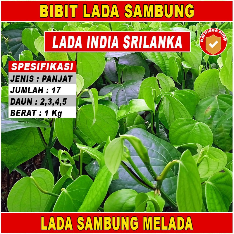 Jual 17 Bibit Lada India Sambung Melada (Melada+Lada) Asli Sulur Panjat ...