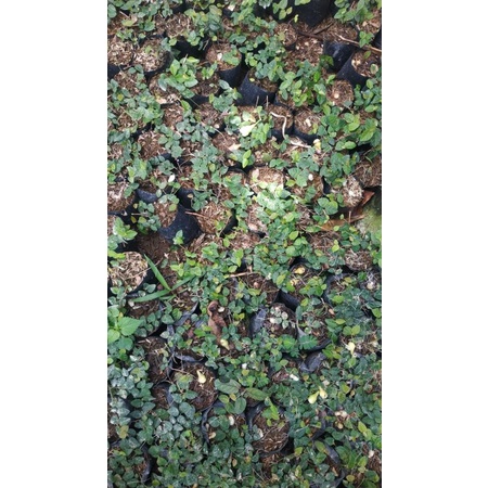 Jual Paket Tanaman Hias Bahan Taman Outdoor Rambat - Dolar Mini (isi 10 ...