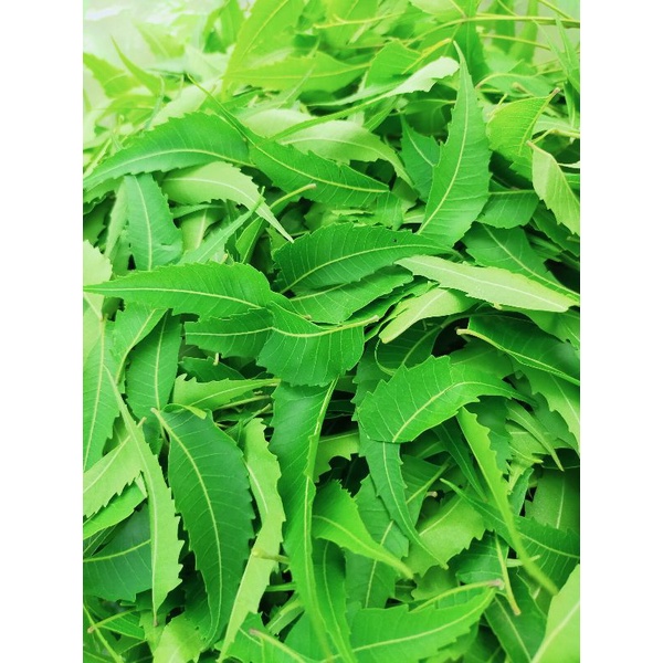 Jual daun mimba fresh herbal 1kg | Shopee Indonesia