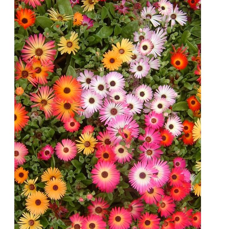 Jual Disc Xtra--Benih-Bibit Bunga Daisy Livingstone Ice Plant Mix ...