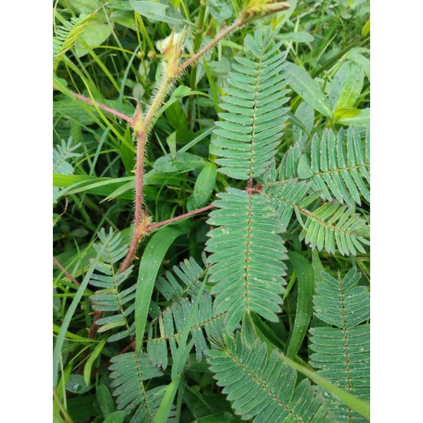Jual DAUN PUTRI MALU/putri malu tanaman herbal 500g | Shopee Indonesia