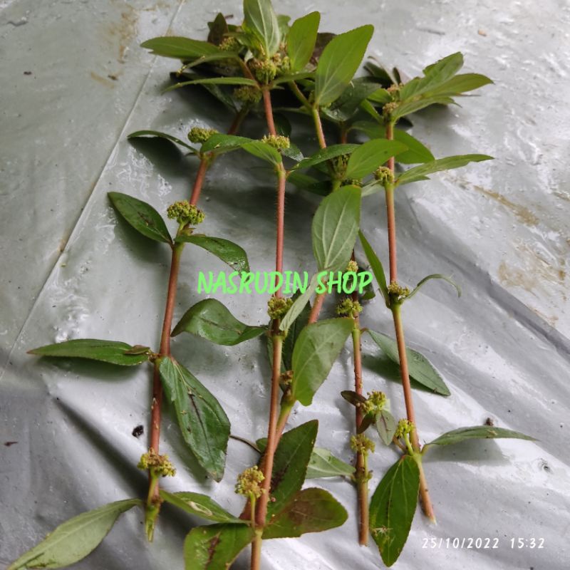 Jual DAUN PATIKAN KEBO SEGAR 30 TANGKAI | TANAMAN ASMA Euphorbia hirta ...