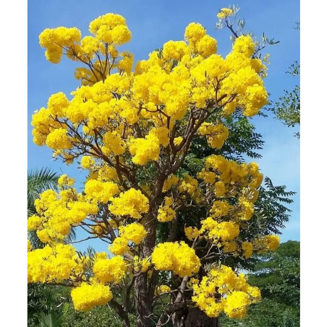 Jual pohon tabebuya bunga kuning tinggi 2 meter | Shopee Indonesia
