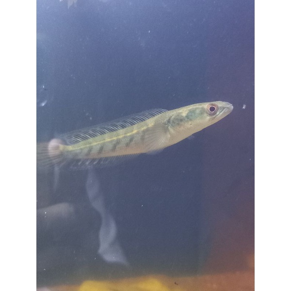 Jual Maru Yellow Sentarum (YS) 10-12. full pelet | Shopee Indonesia