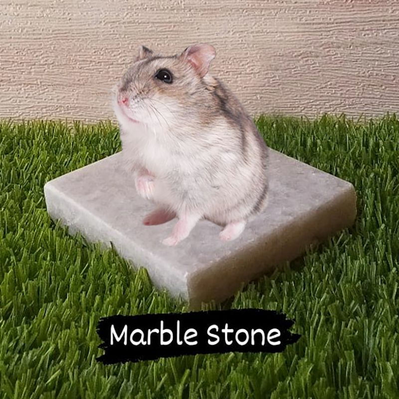Jual Marble Stone Cooling Pad For Hamster Batu Marmer Alas Pendingin ...