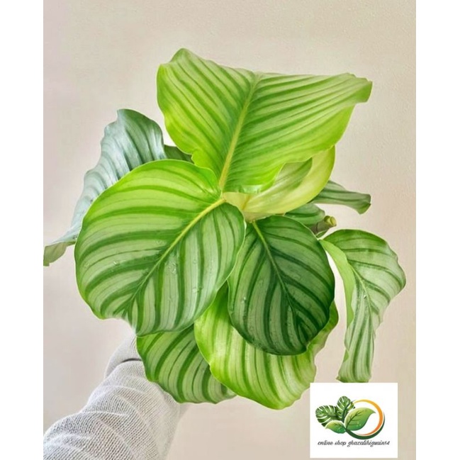 Jual Tanaman Hias Calathea Beauty Star - Crimson - Calathea Corona ...