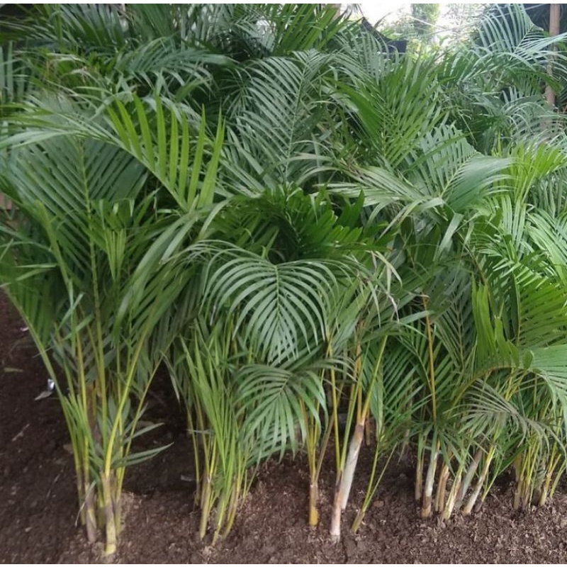 Jual tanaman palem kuning 2 meter rumpun tinggi dan rimbun palm kuning ...