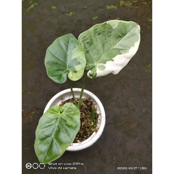 Jual colocasia gigantea variegated | Shopee Indonesia