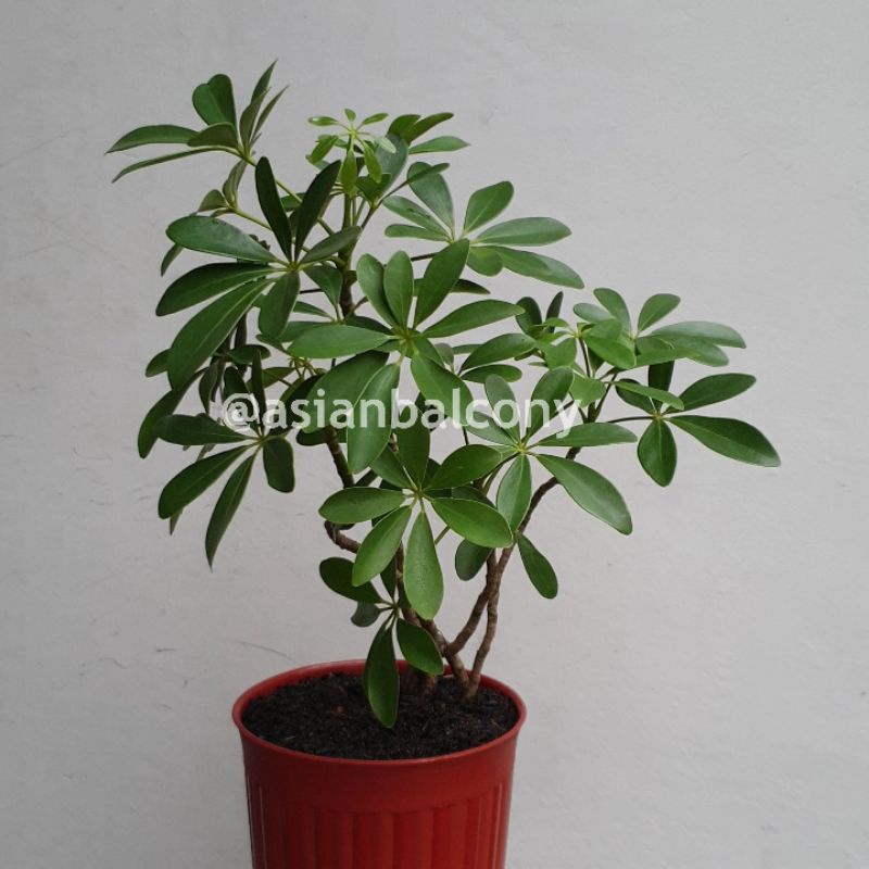 Jual Schefflera Arboricola / Walisongo | Tanaman hias di pot | Shopee Indonesia