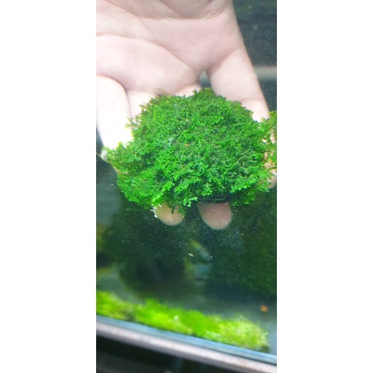Jual Tanaman Moss Ricardia Wabikusa / Moss Rikardia Aquascape | Shopee ...