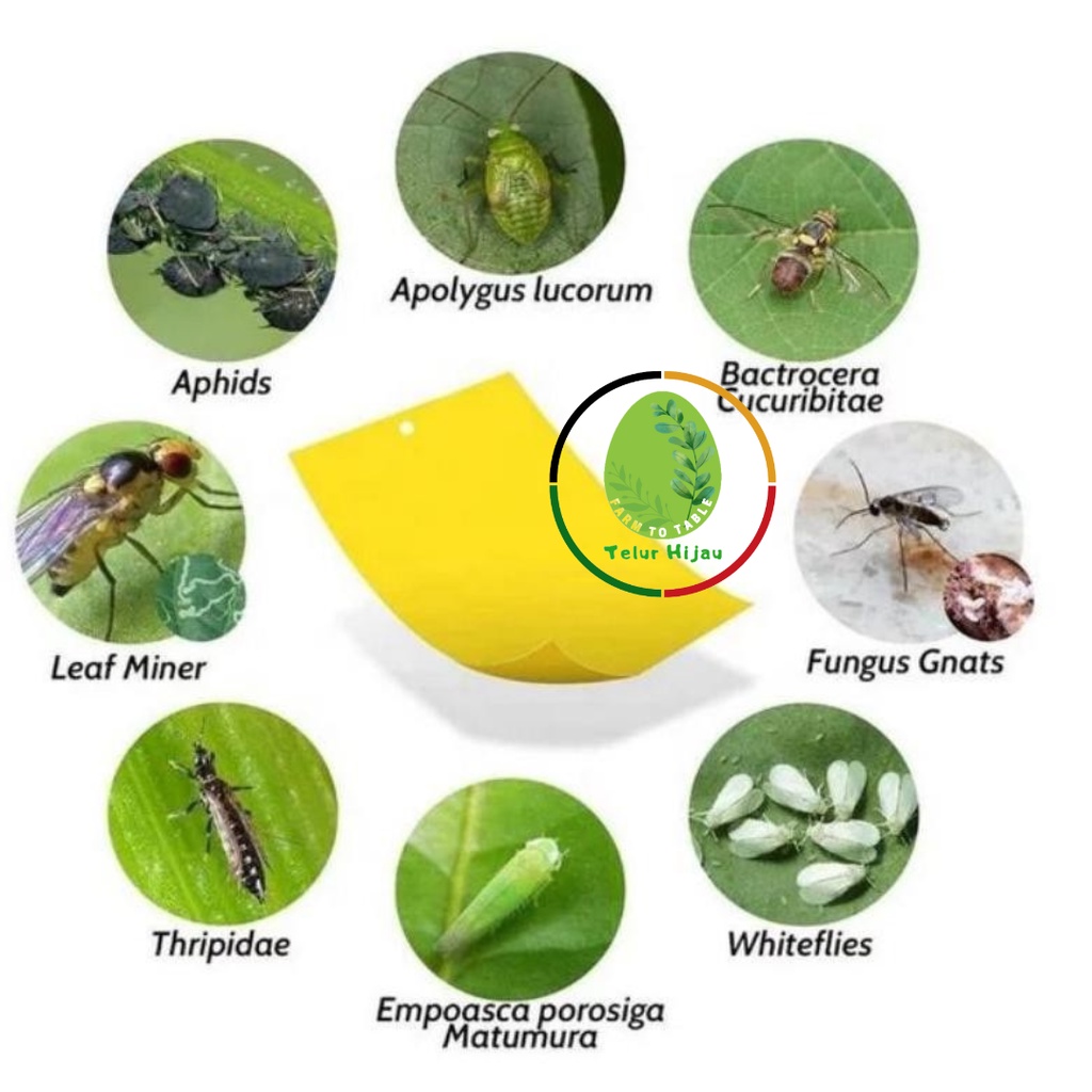 Jual Perangkap Hama terbang - Lalat , nyamuk, Serangga Super Lengket 10 ...