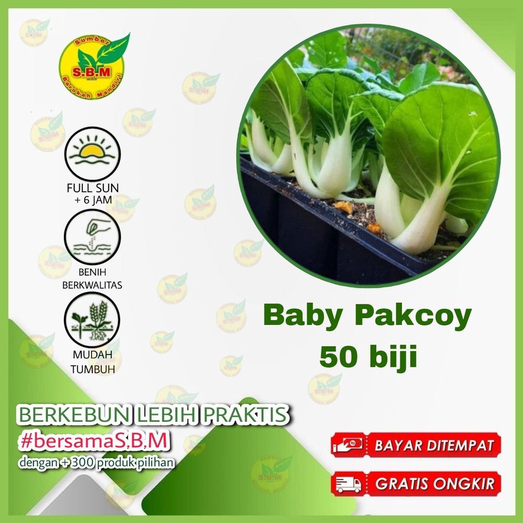 Jual 50 Benih Sawi Baby Pakcoy Nai Bai Sayuran Mini Toy Choy Known You ...