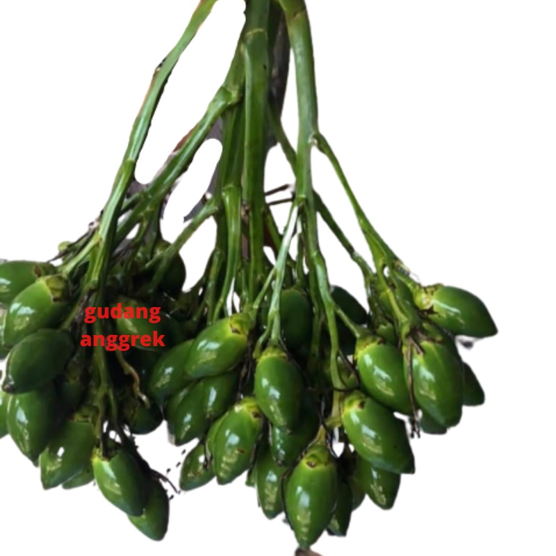 Jual Pinang Muda /buah pinang kemasan per 1 kg | Shopee Indonesia