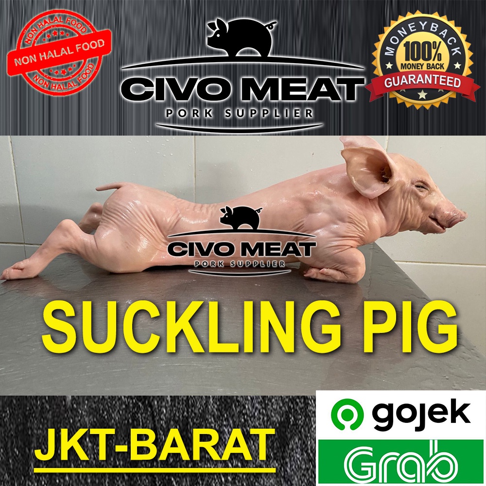Jual Suckling Pig / Anak Babi 1 ekor | Shopee Indonesia