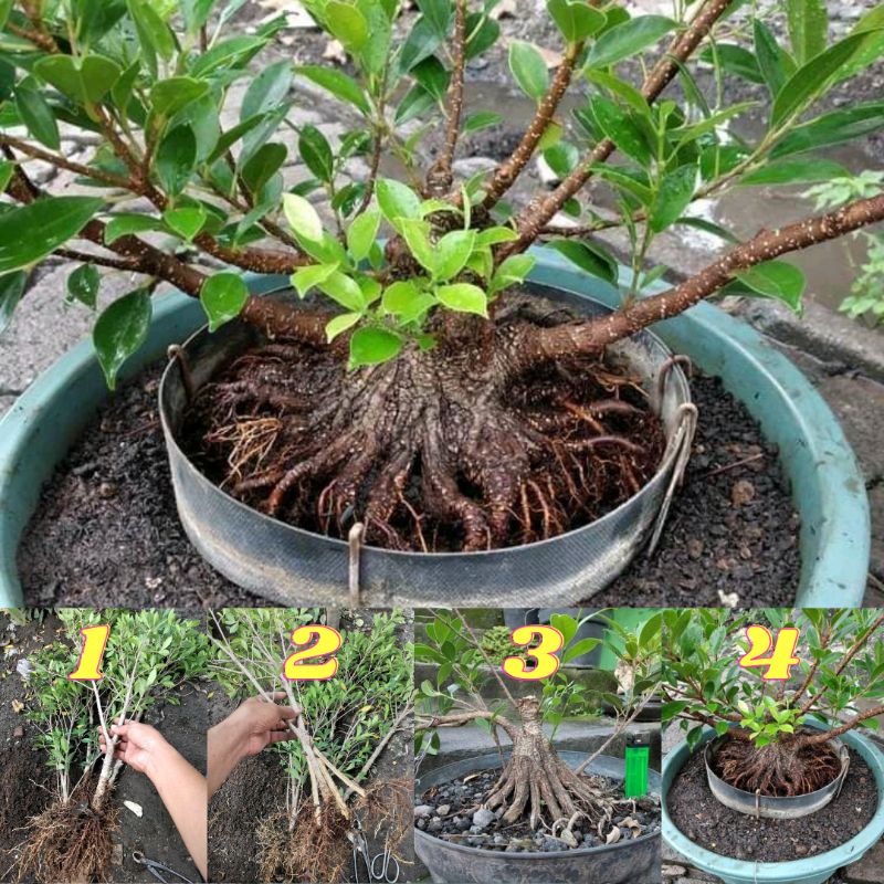 Jual kimeng pecah batang kimeng program akar bahan bonsai kimeng bibit ... Jual kimeng pecah batang kimeng program akar bahan bonsai kimeng bibit ...