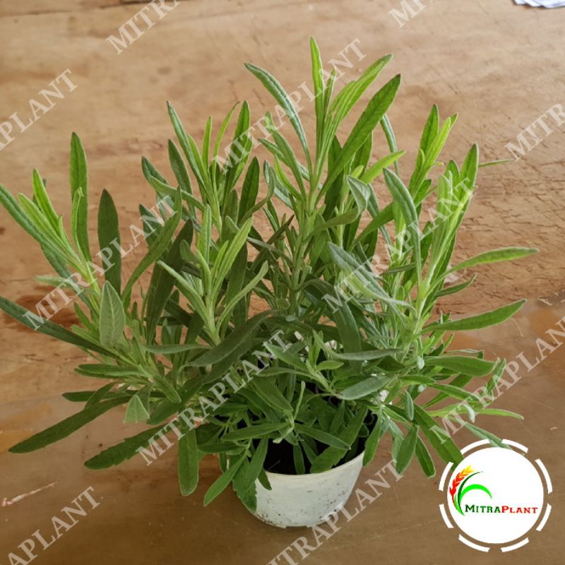 Jual Bibit Pohon Lavender Gold Creek - Tanaman Hias Bunga Ungu Lavender ...