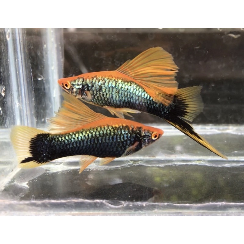 Jual hamburg hifin 1pasang | Shopee Indonesia