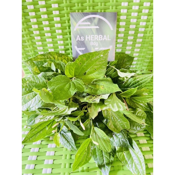 Jual Daun karuk segar / daun sirih tanah segar petik langsung | Shopee ...