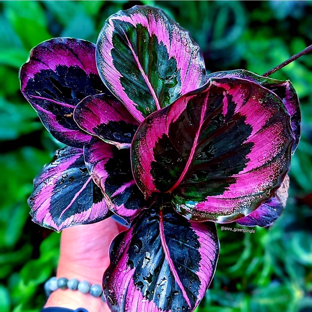 Jual Calathea Princess Jessy Tanaman Calathea Tanaman Hias Indoor Bunga ...