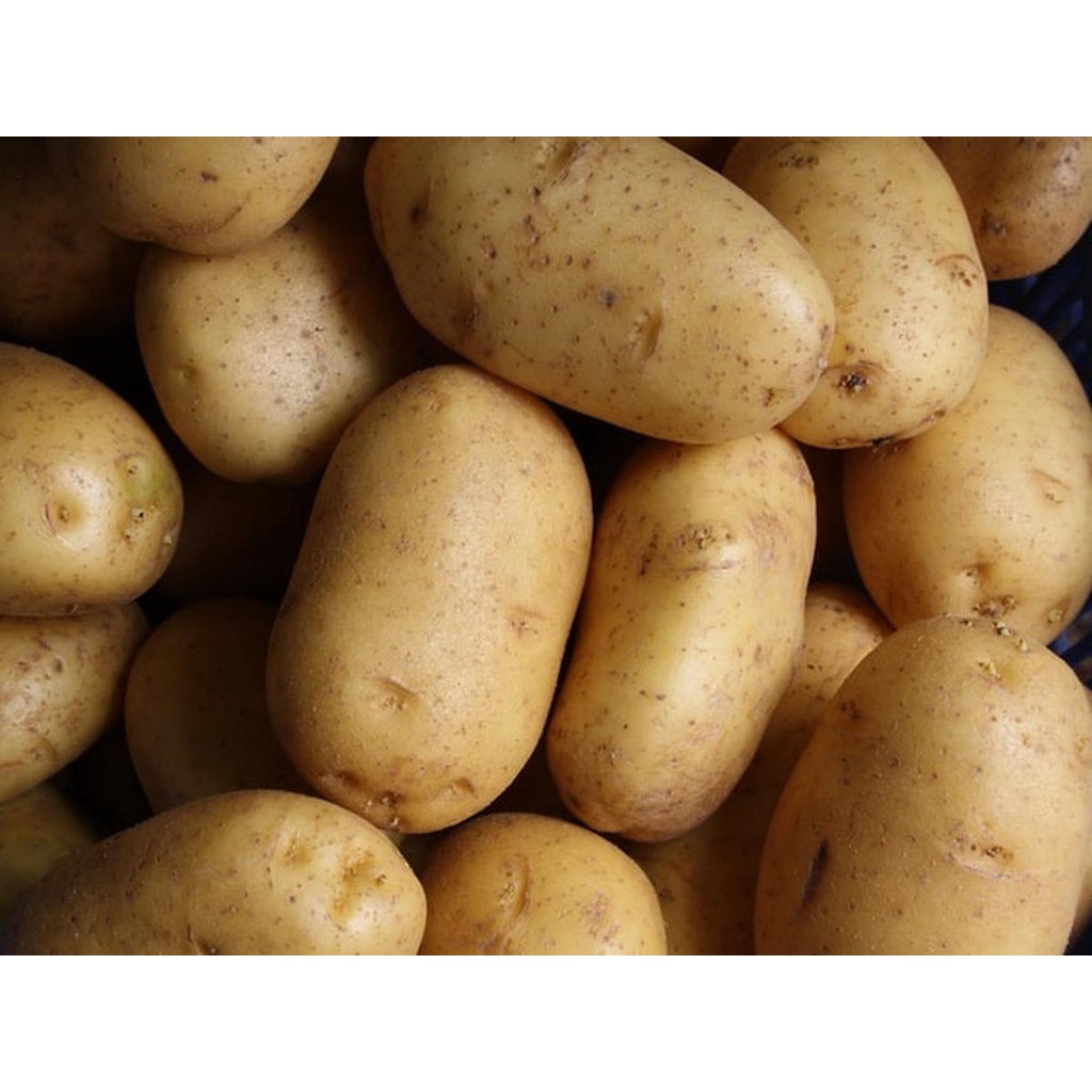 Jual Kentang Buah Kentang Sayur Kemasan 250gr | Shopee Indonesia