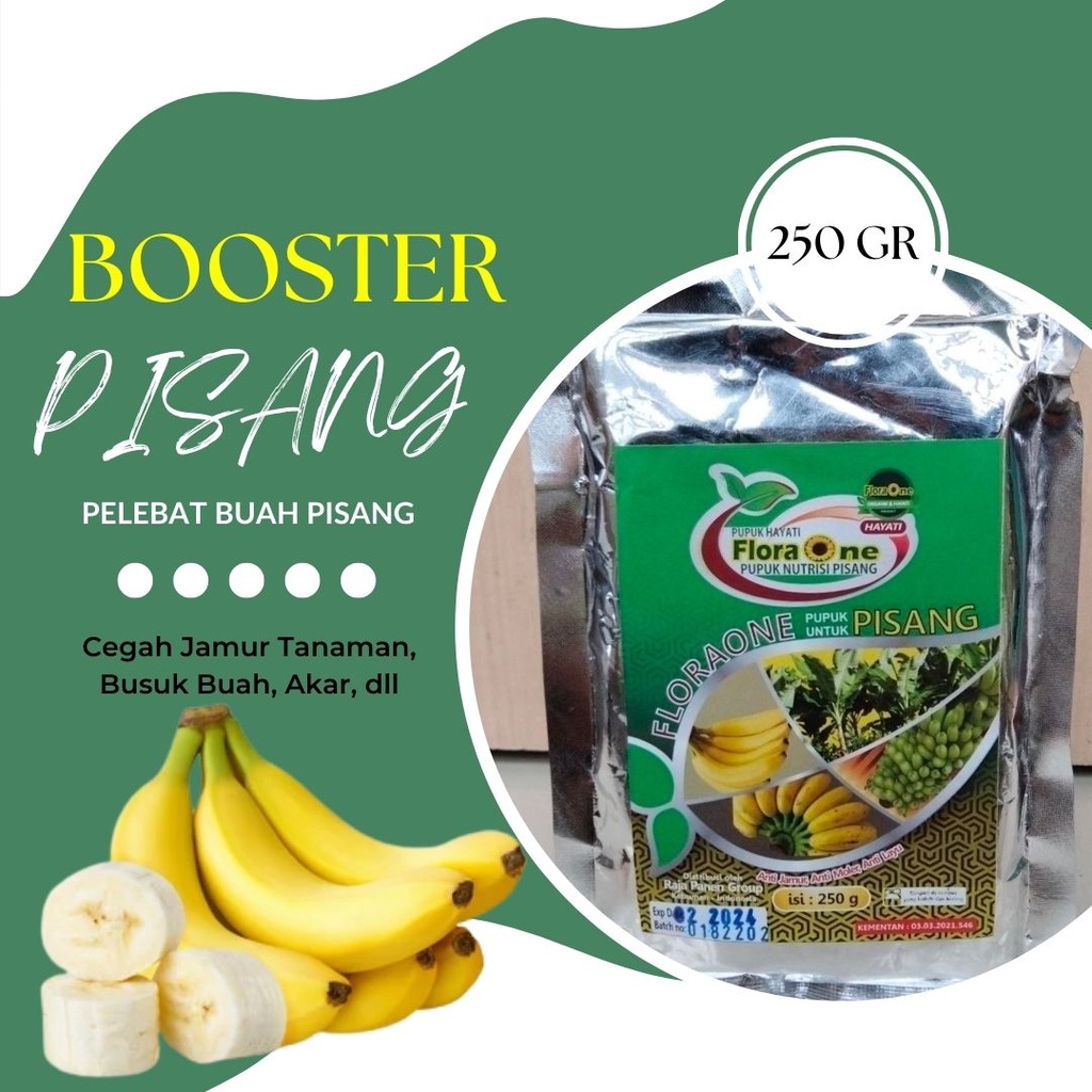 Jual Pupuk Pisang Cavendish, Pupuk Booster Hayati Buah Pisang Agar Cepat Berbuah Besar | Shopee ...