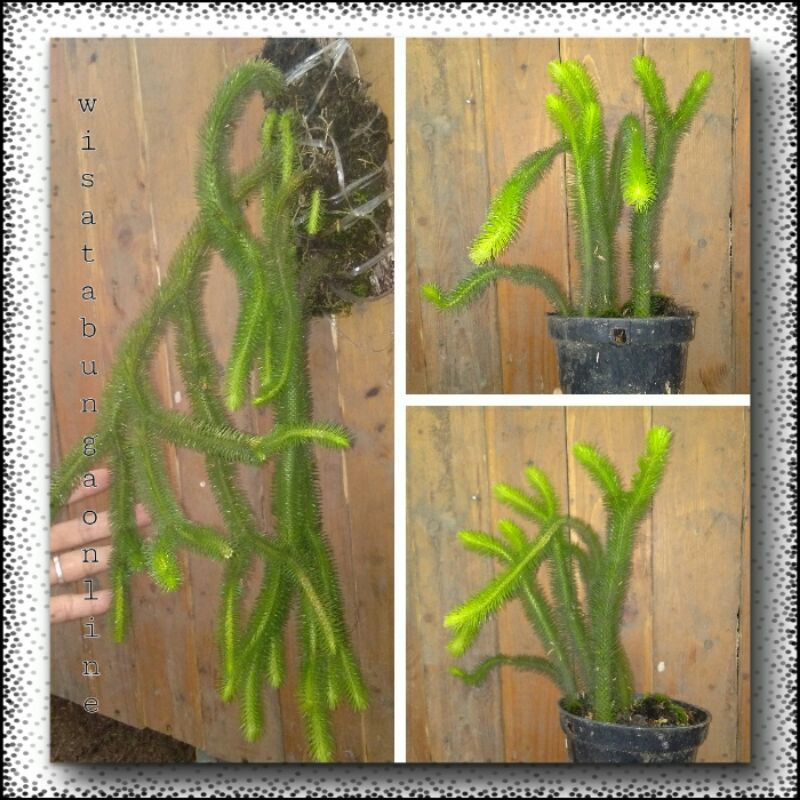 Jual Tanaman Hias Paku/Pakis Ekor Tupai/Pterydophyta | Shopee Indonesia