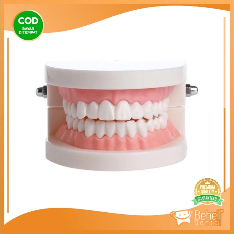 Jual DENTAL STUDY MODEL HIGH QUALITY - Patung Gigi Phantom Dental ...