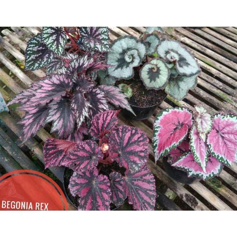 Jual paket 5 jenis begonia | Shopee Indonesia