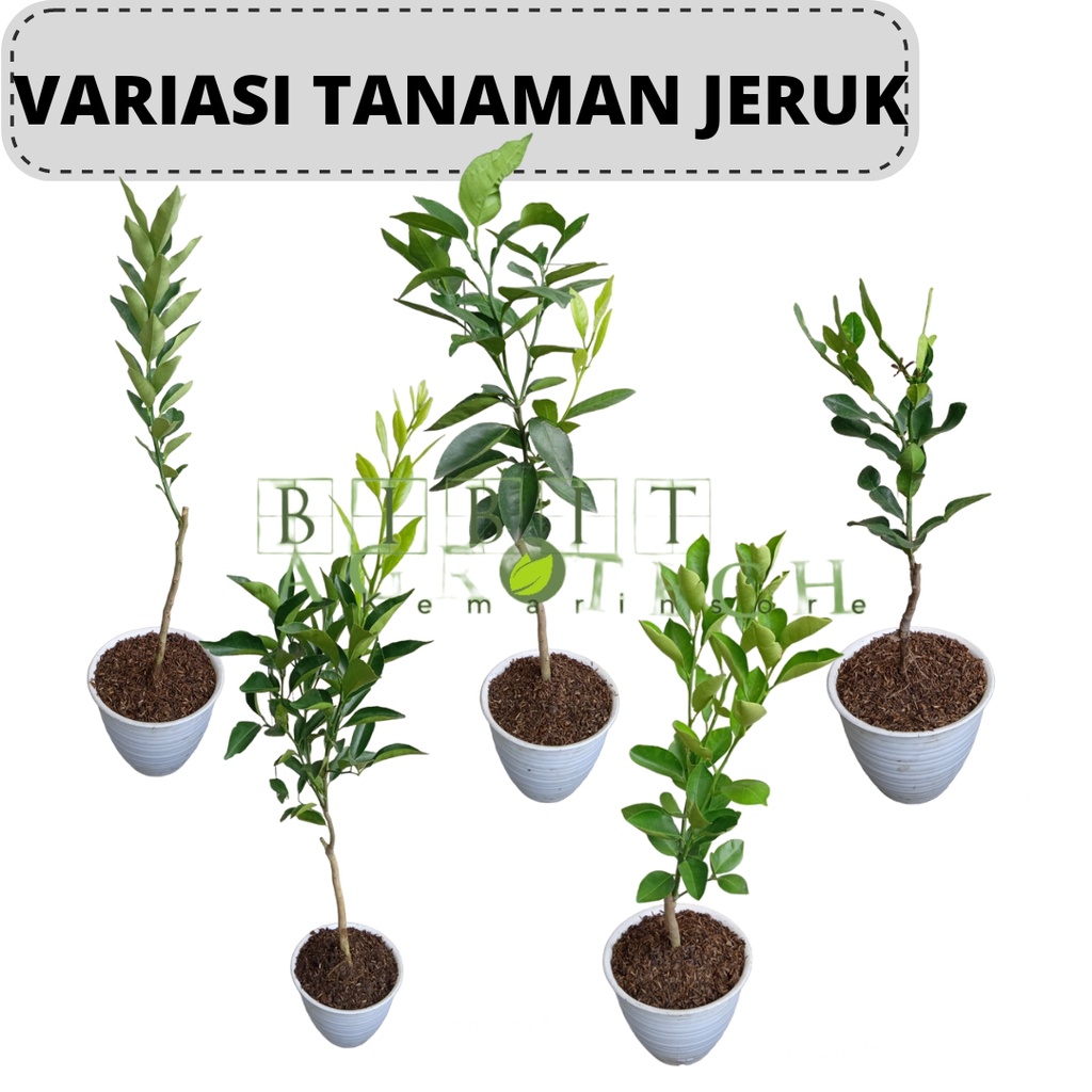 Jual Bibit Tanaman Jeruk/Berbagai Jenis Bibit Jeruk | Shopee Indonesia