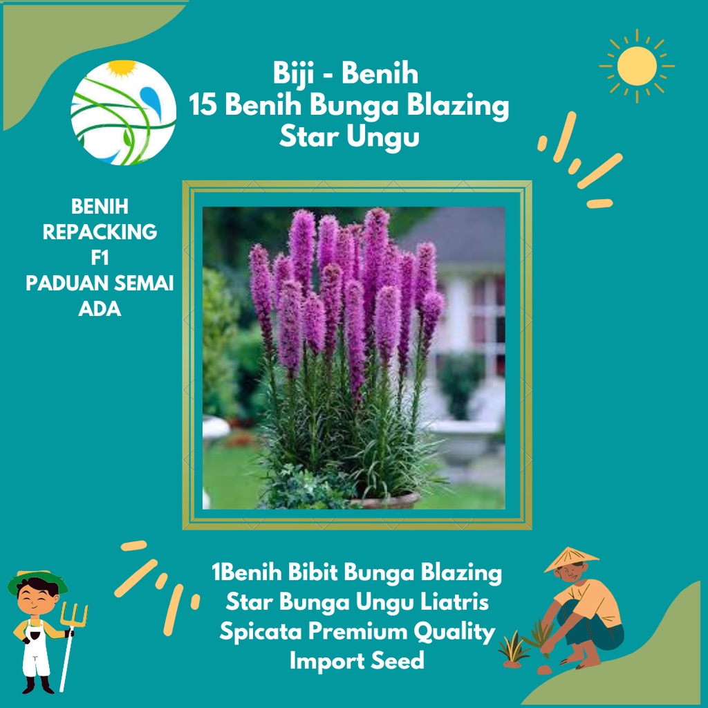 Jual isi paket: 15 Benih Bunga Blazing Star Ungu Bibit Tanaman Bunga ...