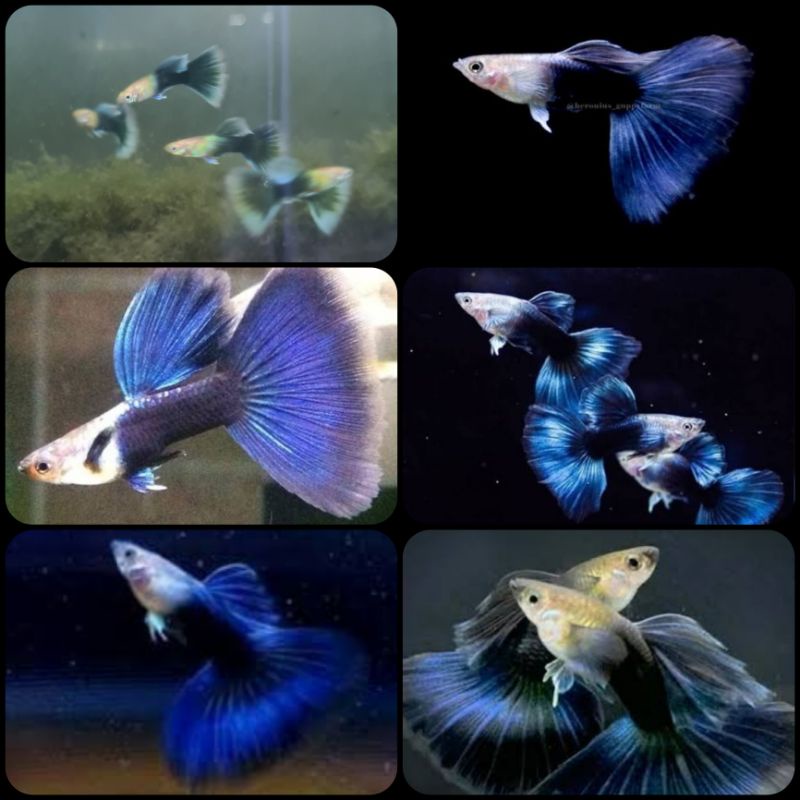 Jual ikan guppy hb blue untuk aquarium dan aquascape | Shopee Indonesia