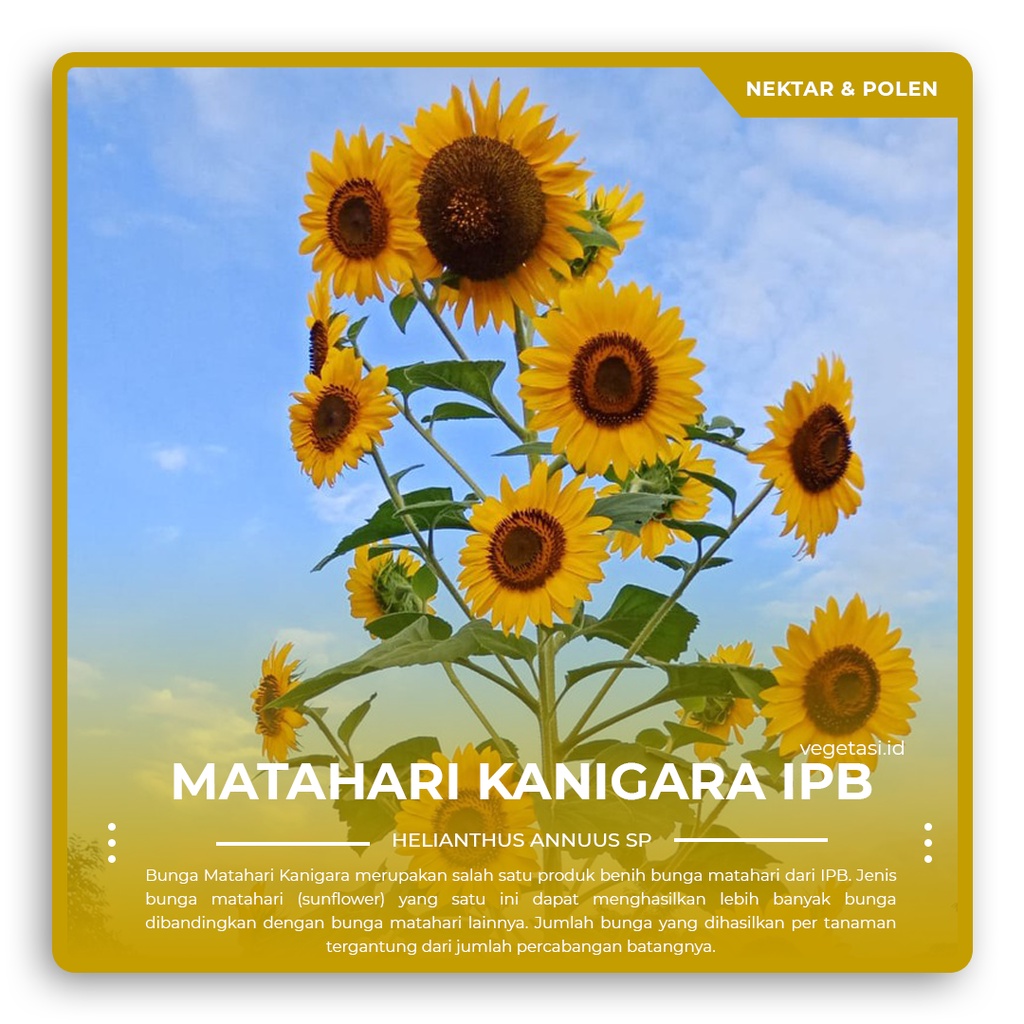Jual Bunga Matahari Kanigara IPB / Sunflower untuk hiasan taman dan pakan lebah trigona klanceng ...